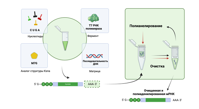 Синтез мРНК